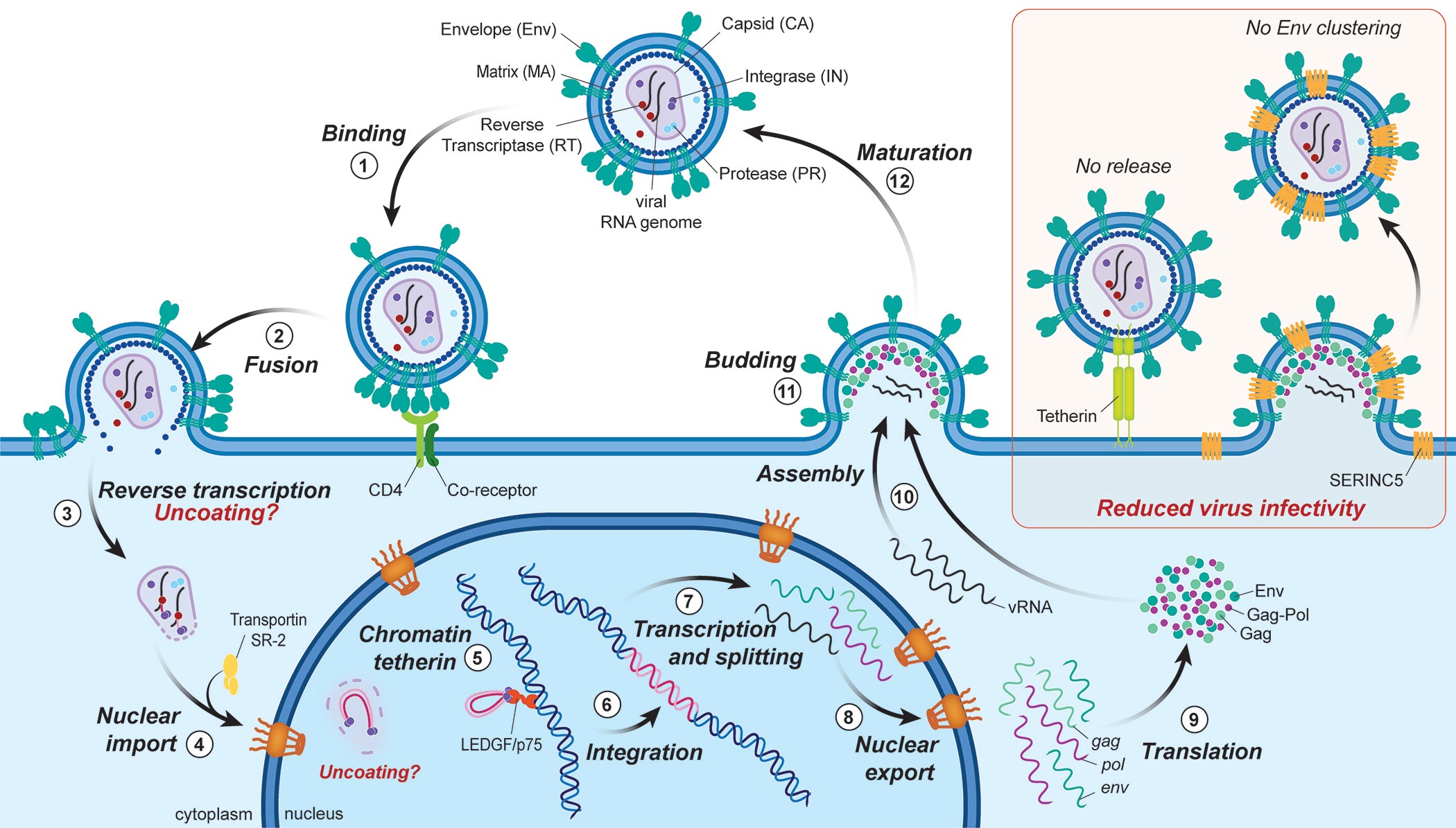 Imaging the replication of single viruses: lessons learned from HIV and ...